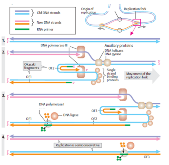 DNA Replication Process Steps | EssayCorp - Assignment Help