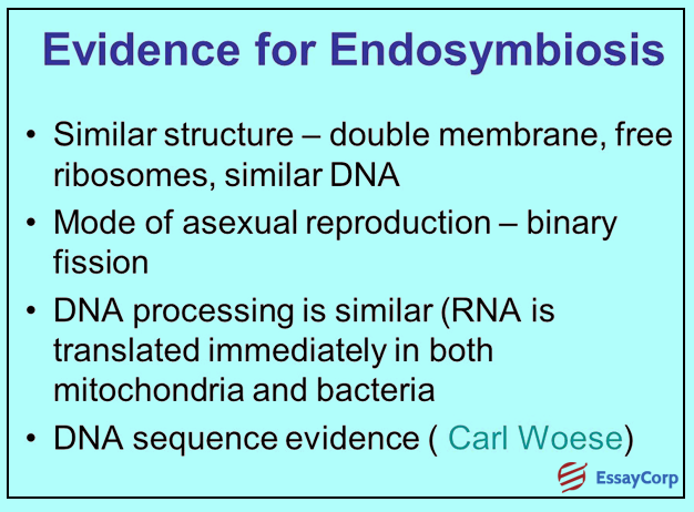 Endosymbiotic Theory of the Origin of Eukaryotic Cells