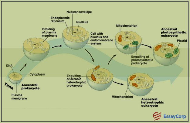 Endosymbiotic Theory of the Origin of Eukaryotic Cells