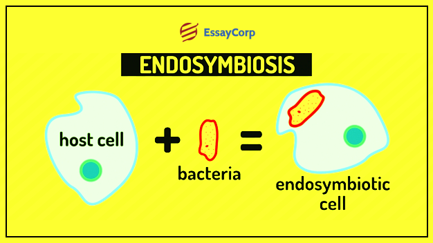 Endosymbiotic Theory of the Origin of Eukaryotic Cells