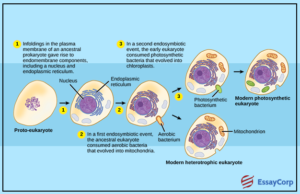 Endosymbiotic Theory of the Origin of Eukaryotic Cells